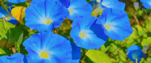 29 Fantastic Things That Are Blue in Nature